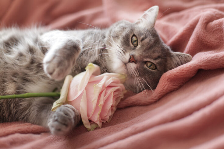 Can Cats Eat Lychee? Should They Aim For This Fruit?