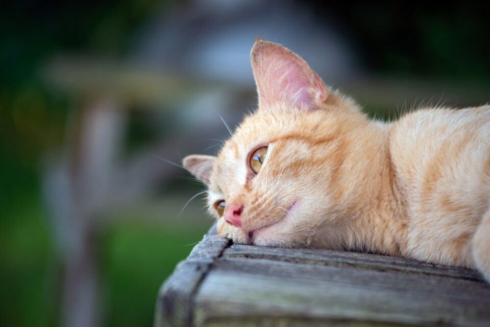 Can Cats Eat Rice Cakes? Is This Tasty Treat All It Takes?