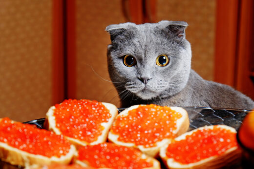 Can Cats Eat Caviar? Does This Food Lift Up Their Mood?