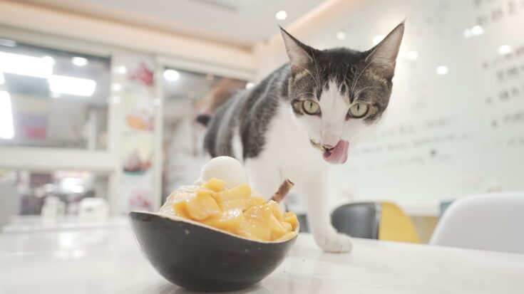 Can Cats Eat Mango? Is This Tropical Stone Fruit Safe For Cats?