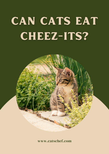 Can Cats Eat Cheez-Its? Is The Answer Really Cheesy?