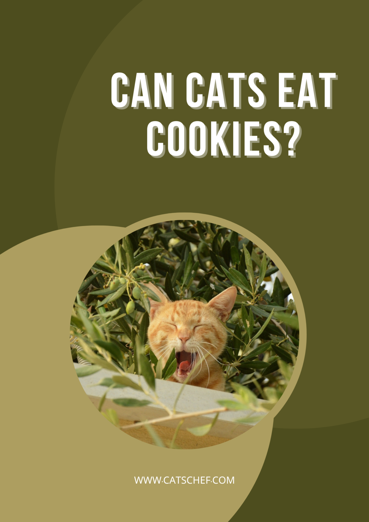 Can Cats Eat Cookies? Are They A Batch Made In Heaven?
