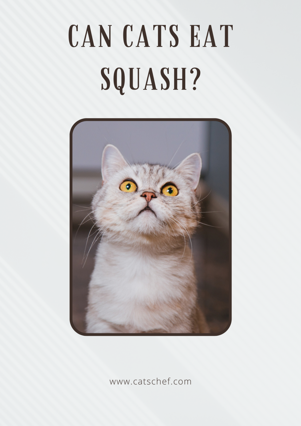 Can Cats Eat Squash? What's The Deal With This Tasty Treat?