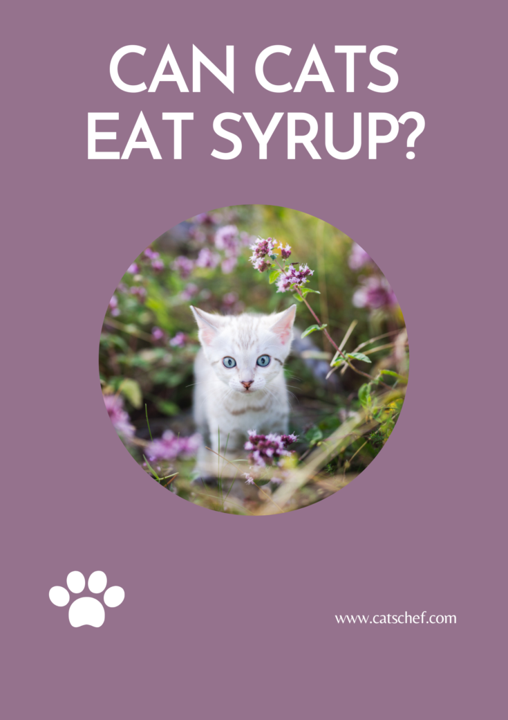 Can Cats Eat Syrup? Will This Food Stir Her Up?