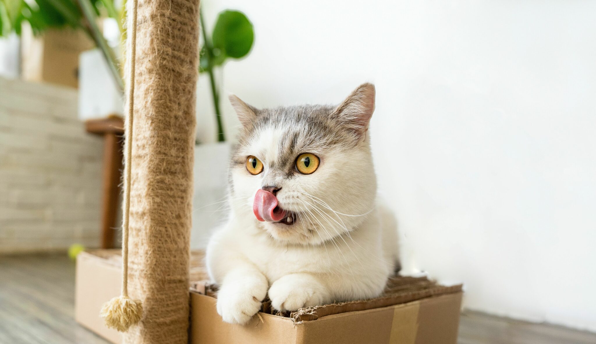 Can Cats Eat Chicken Bones? Are They Safe For Your Furry Friend?