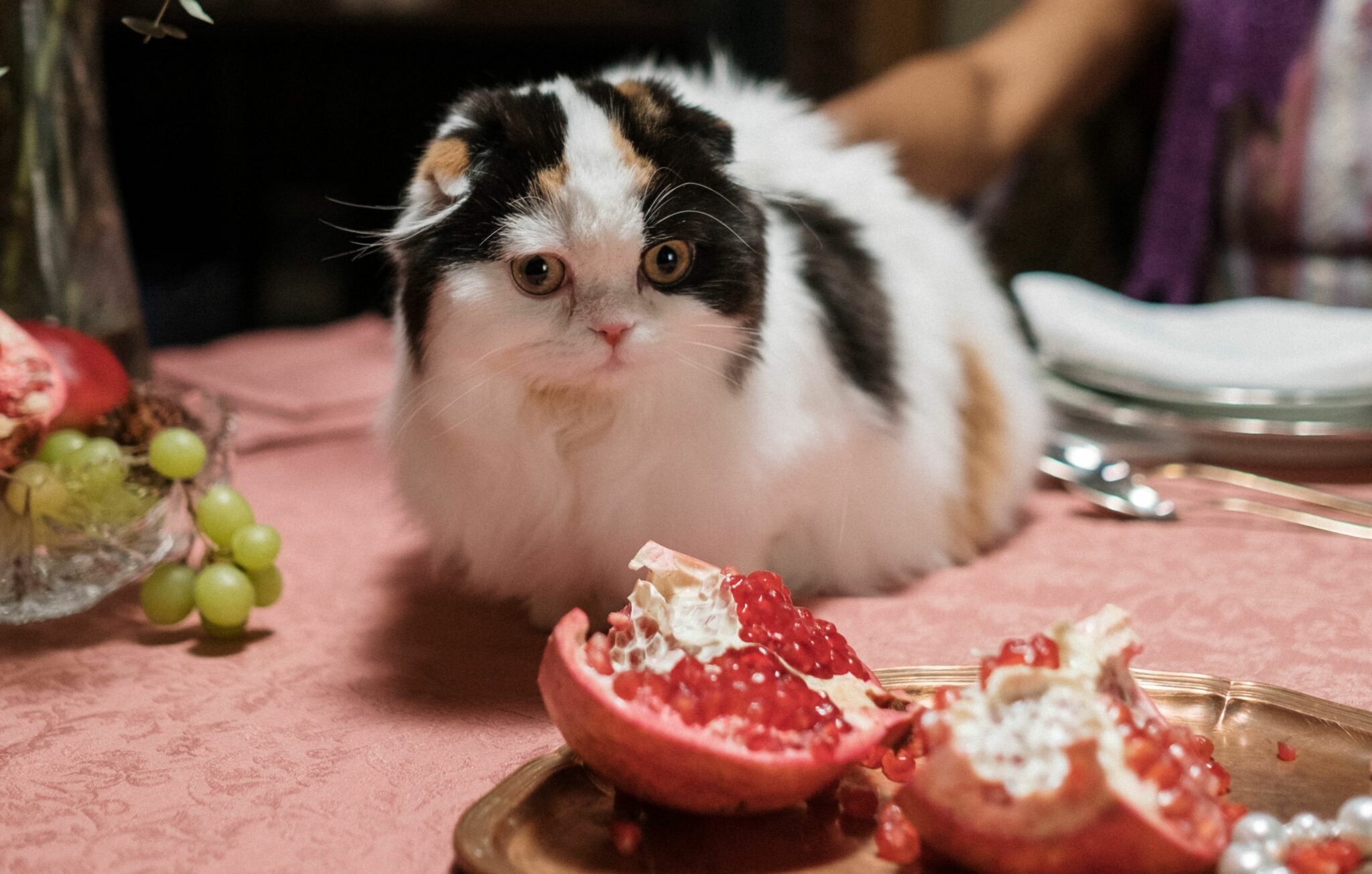 Can Cats Eat Pomegranate? Don't Take The Risks For Granted!