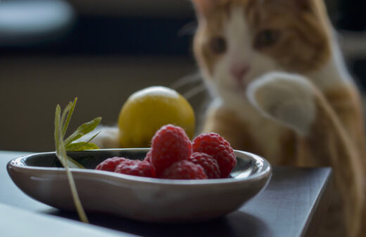 Can Cats Eat Raspberries? All You Need To Know About These Berries!