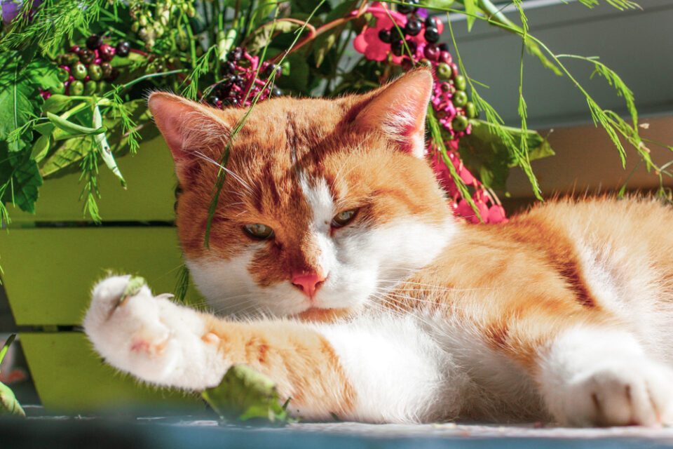 Can Cats Eat Raspberries? All You Need To Know About These Berries!