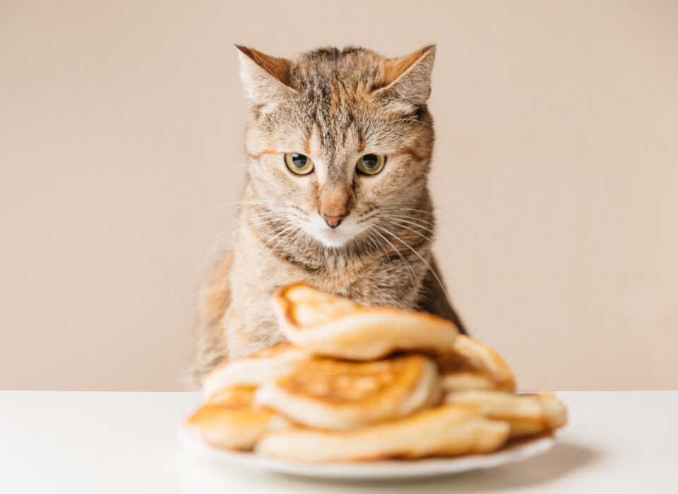 Can Cats Eat Syrup? Will This Food Stir Her Up?