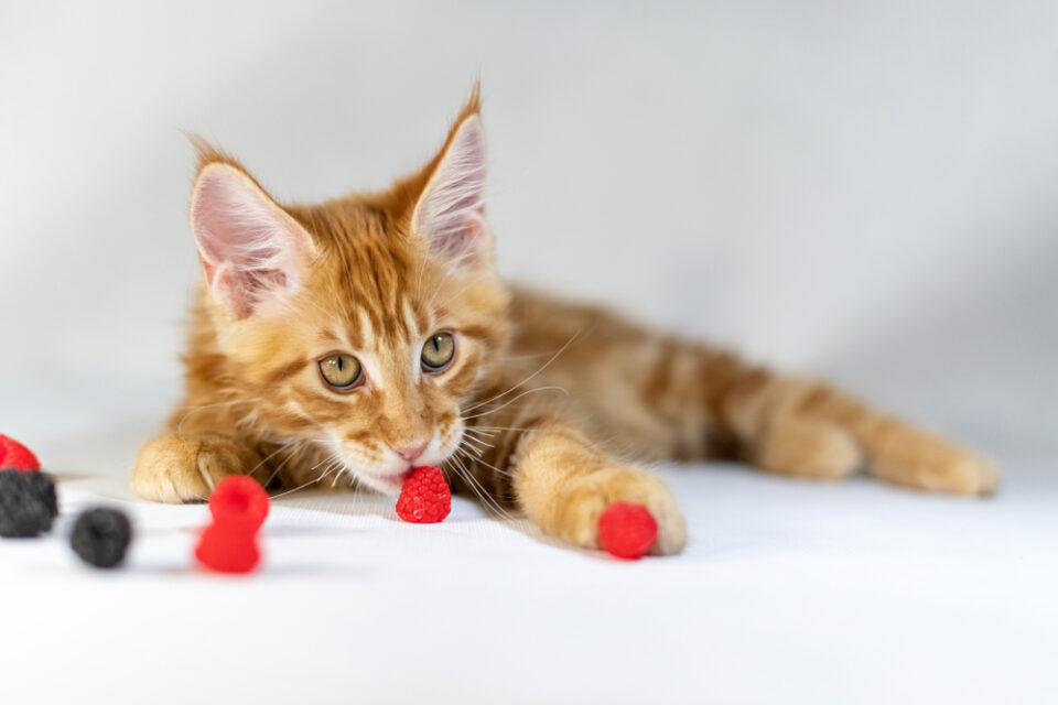 Can Cats Eat Raspberries? All You Need To Know About These Berries!