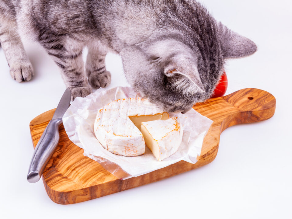 Can Cats Eat Goat Cheese? Here's What You Need To Know!