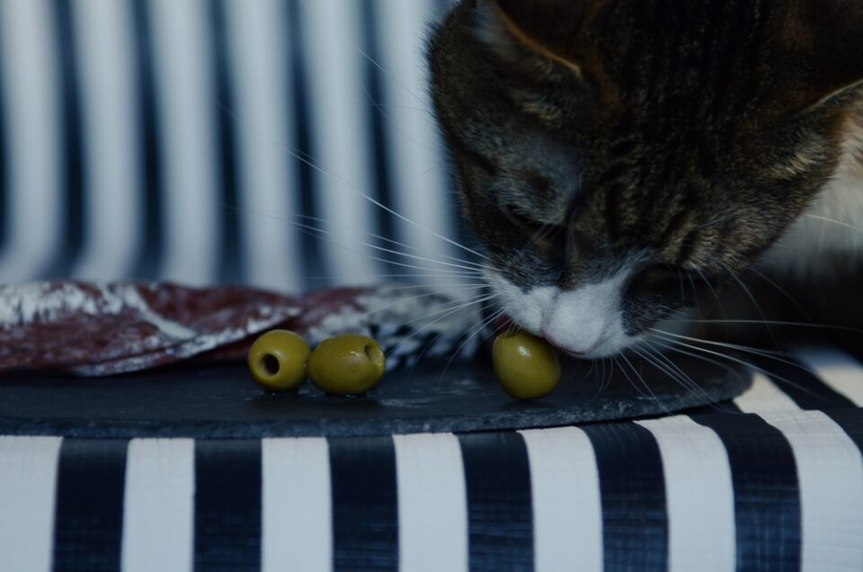 Can Cats Eat Olives? The Surprising Truth About This Pitted Fruit!