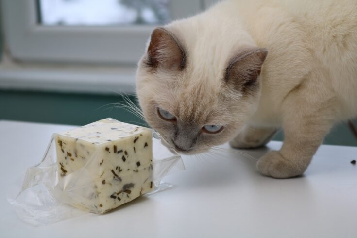 Can Cats Eat Feta Cheese? Will Your Kitto Be Pleased?
