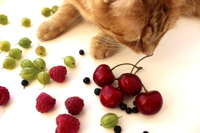 Can Cats Eat Raspberries? All You Need To Know About These Berries!