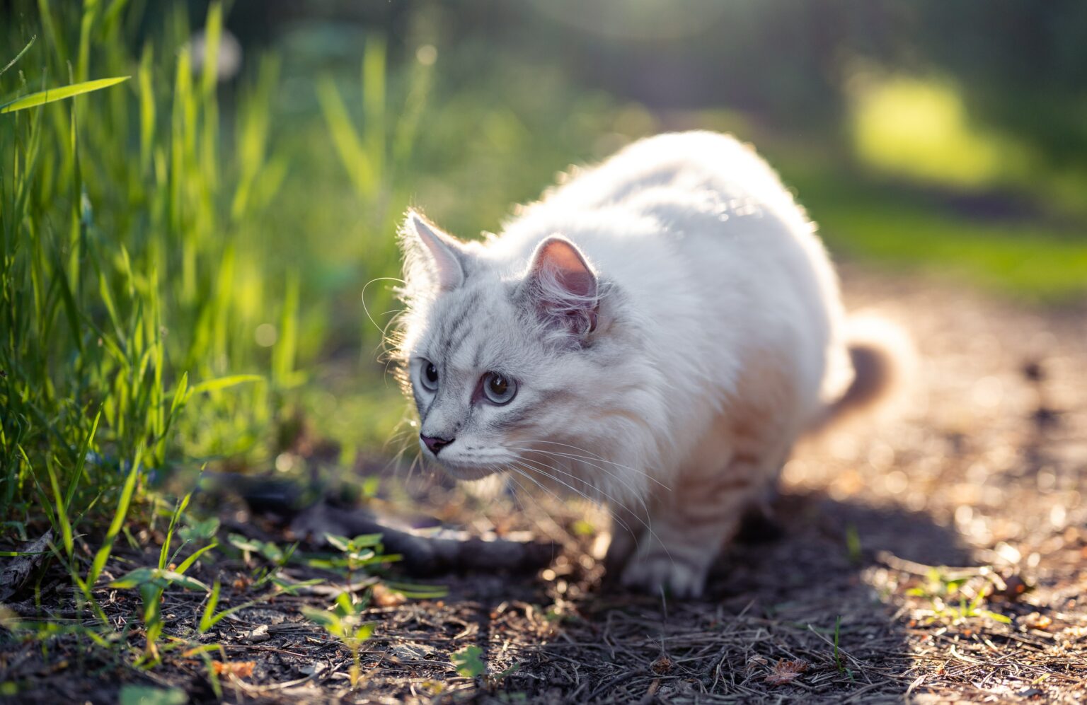 Can Cats Eat Cockroaches? Are These Cringey Critters Safe?