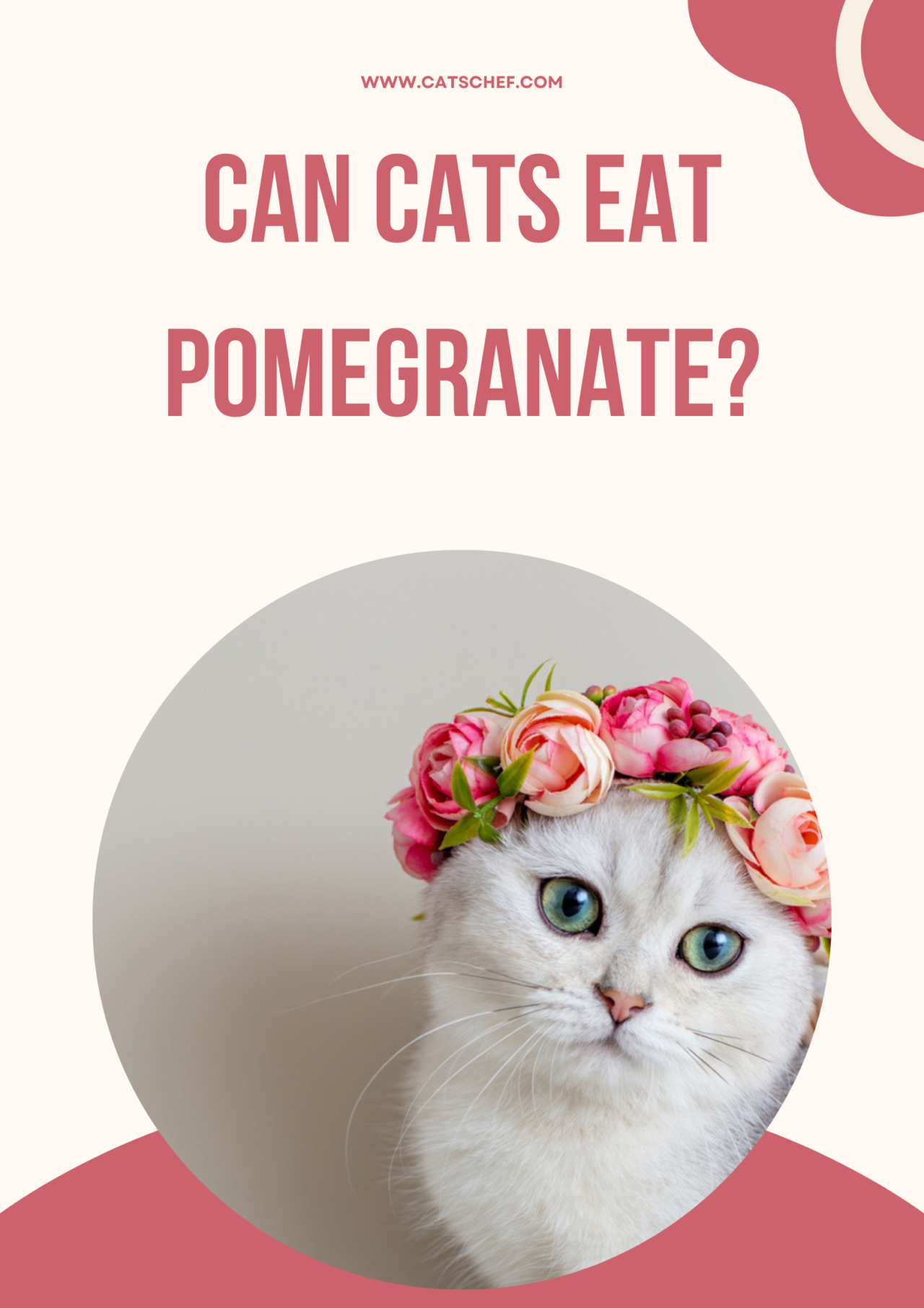 Can Cats Eat Pomegranate? Don't Take The Risks For Granted!