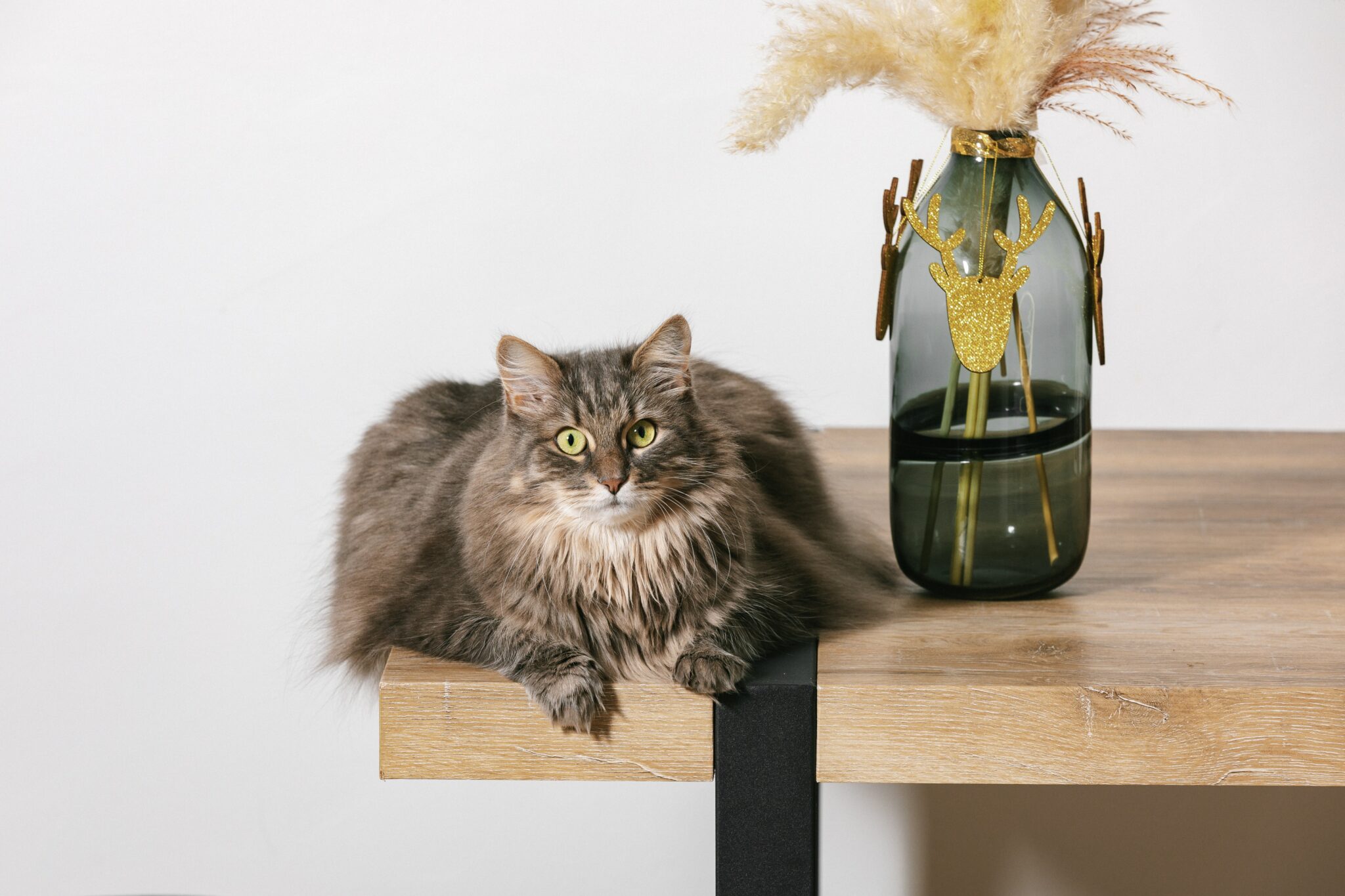 Can Cats Eat Turmeric? What Are The Benefits?