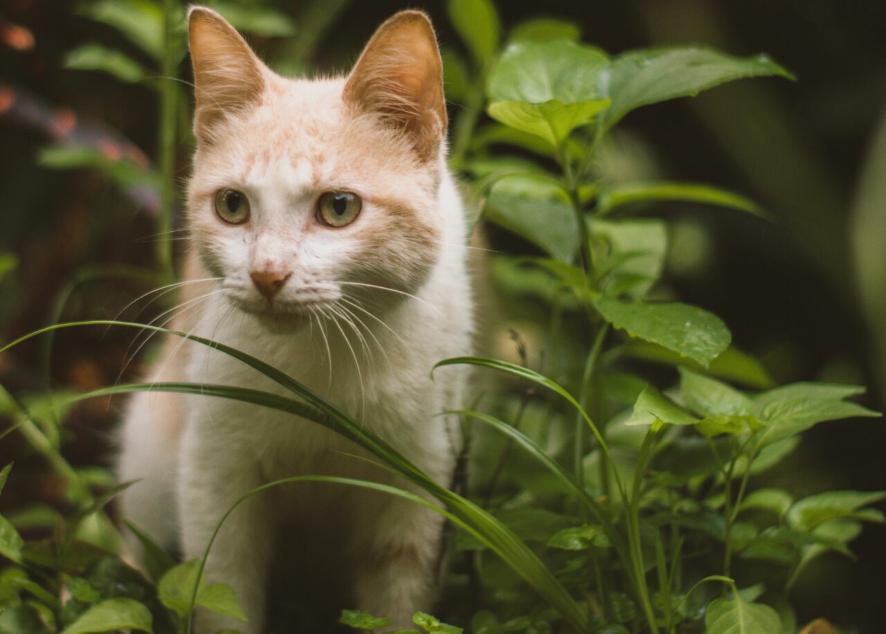 Can Cats Eat Basil? What's The Scoop On This Superb Herb?