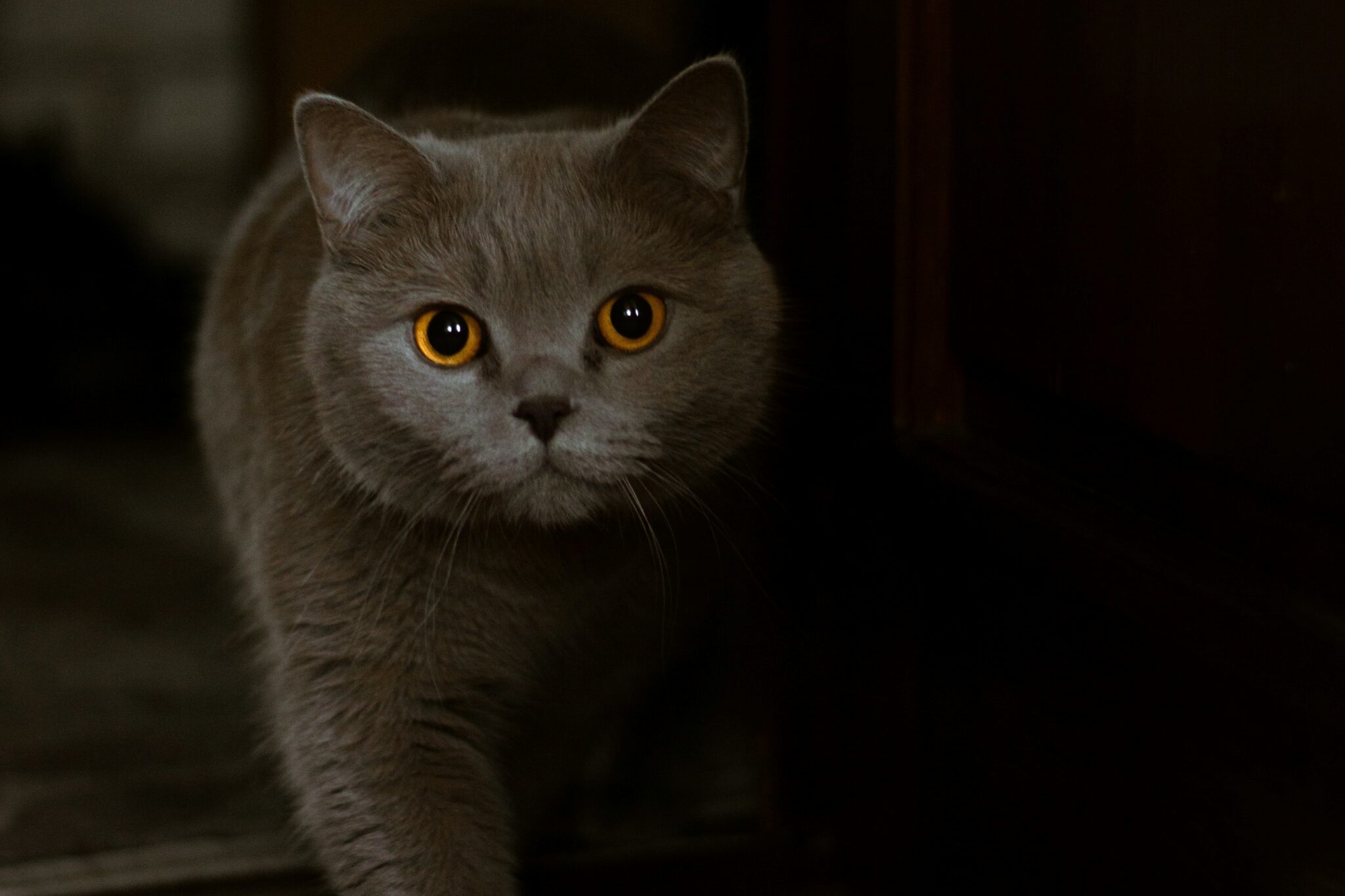 Can Cats Eat Marmite? Feed It Or Leave It?