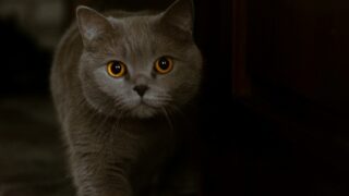 Can Cats Eat Marmite? Feed It Or Leave It?