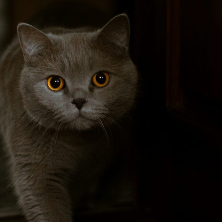 Cats Chef - Cats food, Cats eat, Can cats eat,