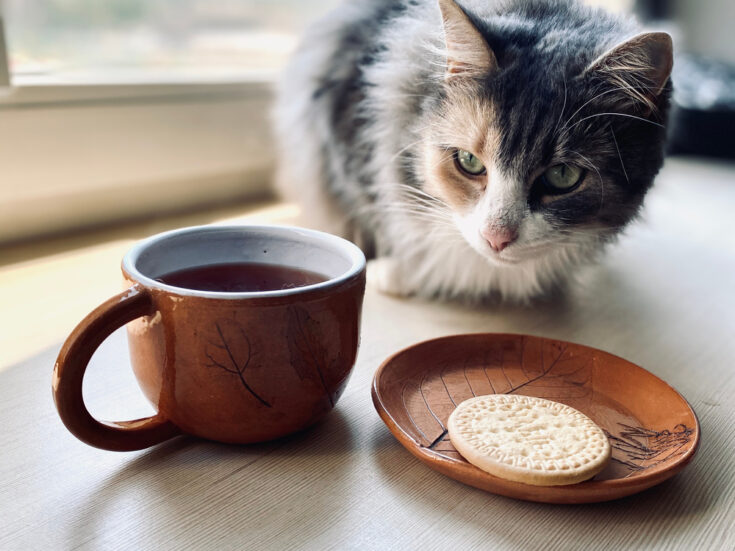 Can Cats Eat Cookies? Are They A Batch Made In Heaven?