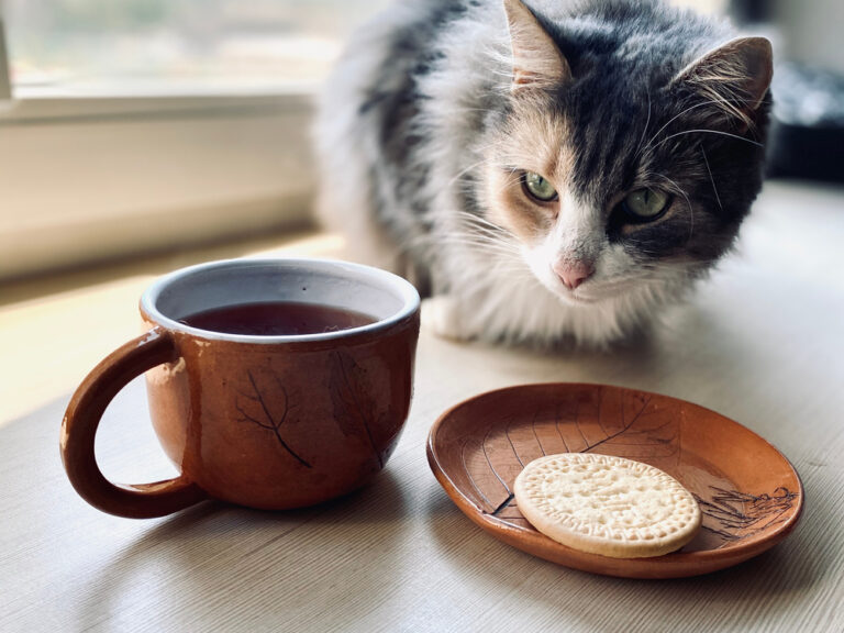 Can Cats Eat Cookies? Are They A Batch Made In Heaven?
