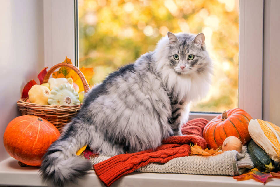 Can Cats Eat Squash? What's The Deal With This Tasty Treat?