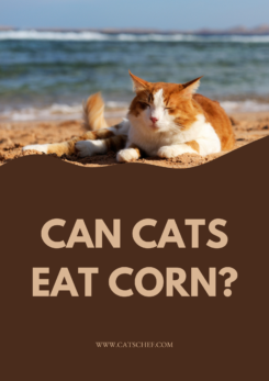 Can Cats Eat Corn? What's The Deal With This A-Maize-Ing Grain?