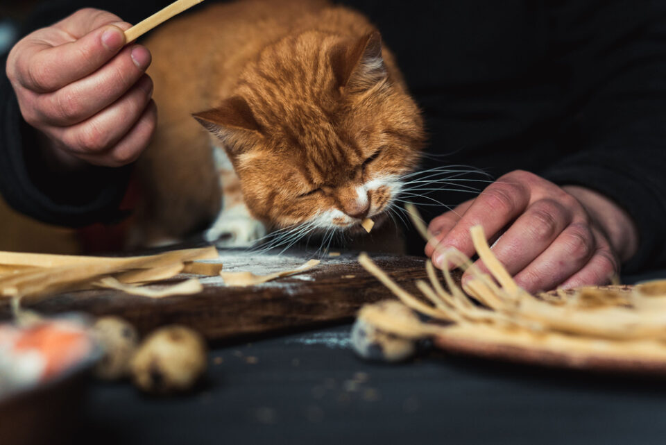 Can Cats Eat Ramen Noodles? Are They Safe For Them?