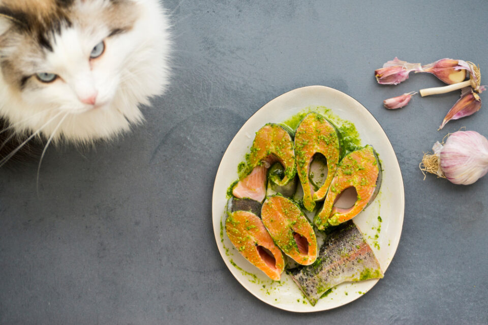 Can Cats Eat Canned Salmon? Feed It Or Leave It To "Salmon" Else?