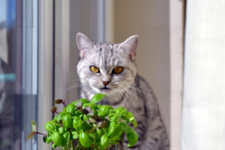Can Cats Eat Basil? What's The Scoop On This Superb Herb?