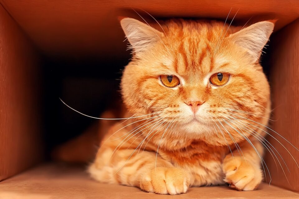 Can Cats Eat Turmeric? What Are The Benefits?