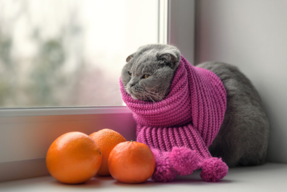 Can Cats Eat Oranges? Keep Your Eyes Peeled On This Tangy Treat!