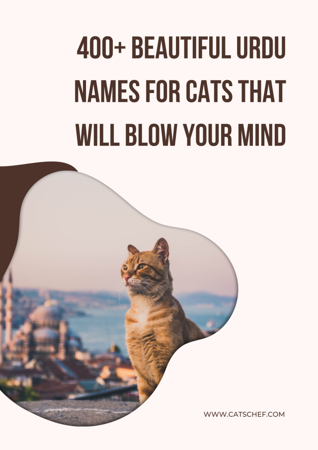 400 Beautiful Urdu Names For Cats That Will Blow Your Mind 400-beautiful-urdu-names-for-cats-that-will-blow-your-mind