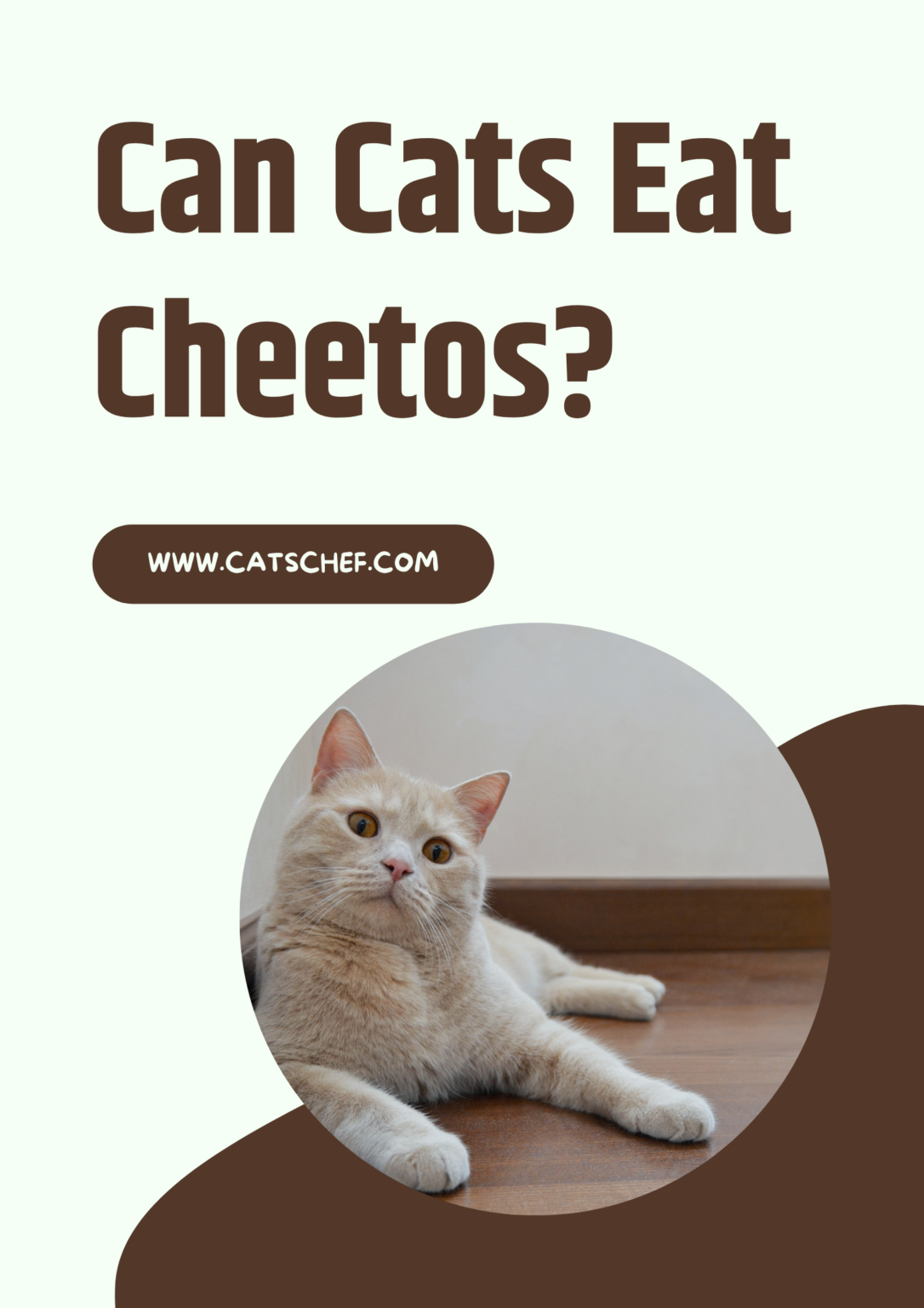 Can Cats Eat Cheetos? All You Need To Know!