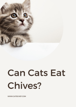 Can Cats Eat Chives? Or Should They Run For Their Lives?