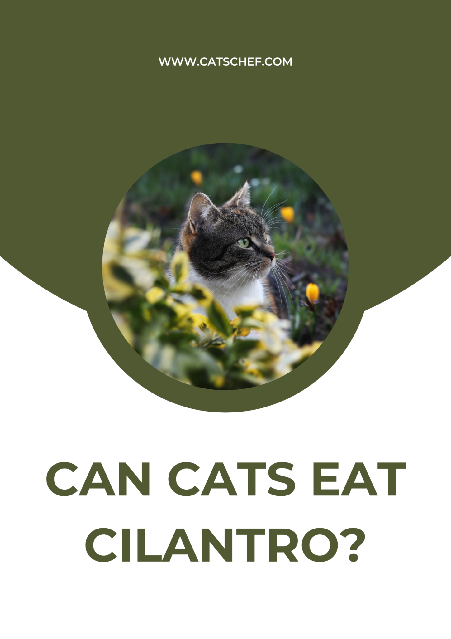 Can Cats Eat Cilantro? What's The Scoop On This Healthy Herb?