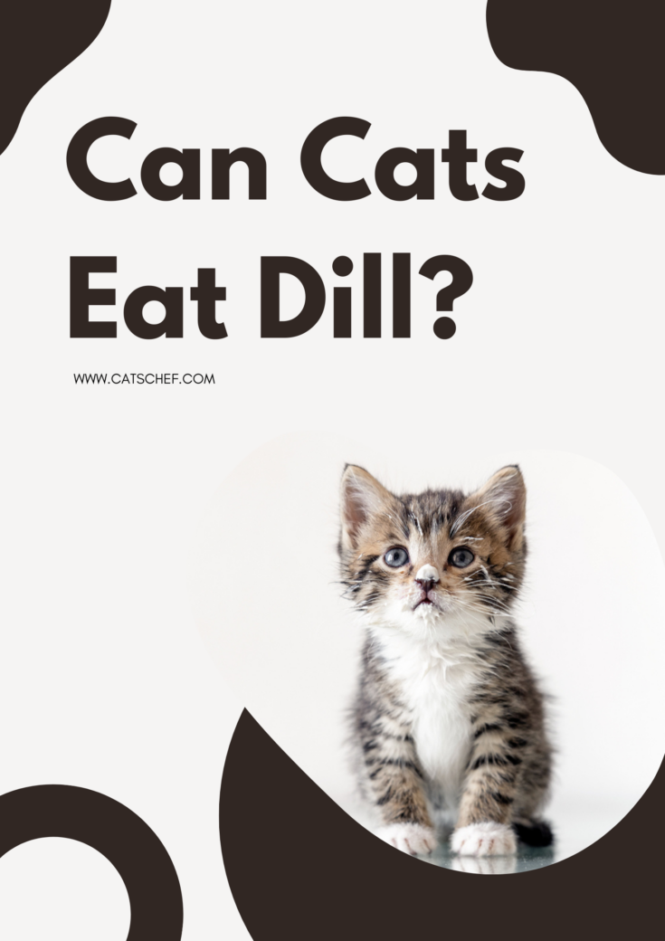 Can Cats Eat Dill? Does This Herb Give Them A Thrill?