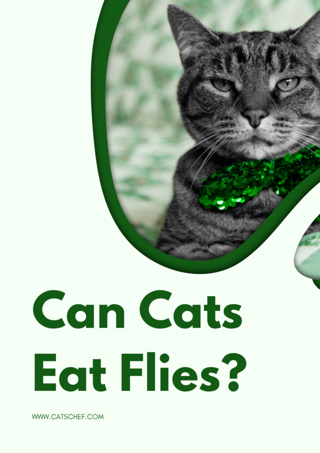 Can Cats Eat Flies? What Could Go Wrong With These Bugs?