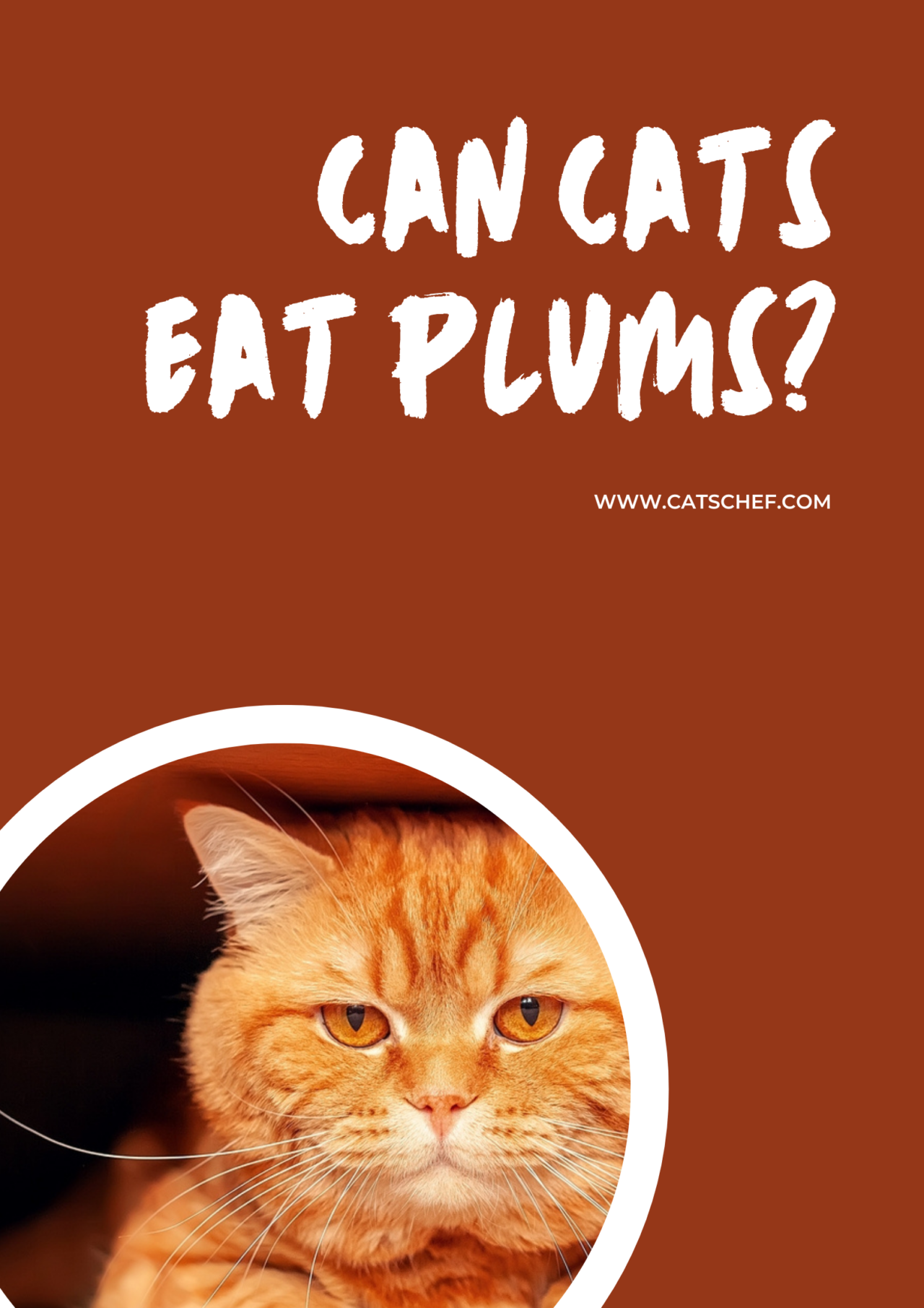 Can Cats Eat Plums? Why So Glum, Sugar Plum?