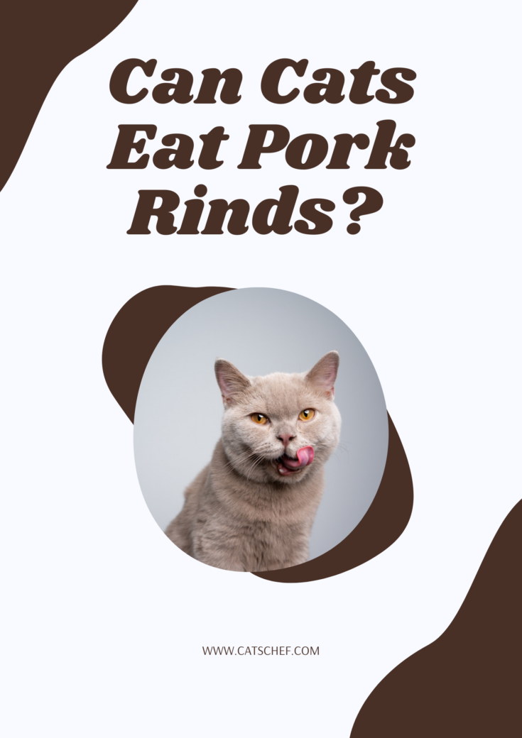 Can Cats Eat Pork Rinds? Are These Tasty Treats A "Pig" Deal?