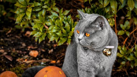 Cute 400+ Cat Names That Start With K Perfect For Your Pet