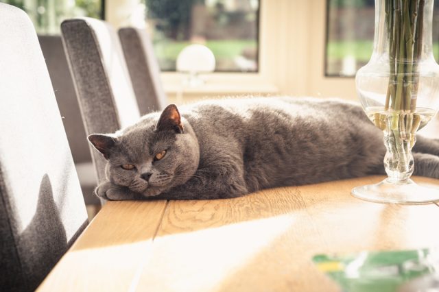 300+ Beautiful Turkish Cat Names And Their Meanings