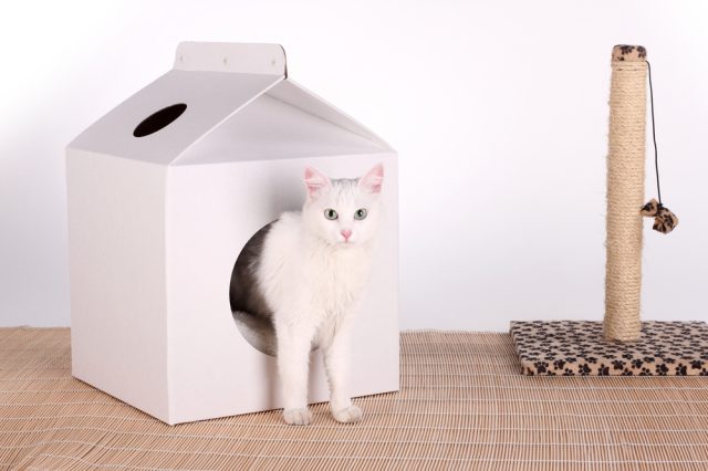 300+ Beautiful Turkish Cat Names And Their Meanings