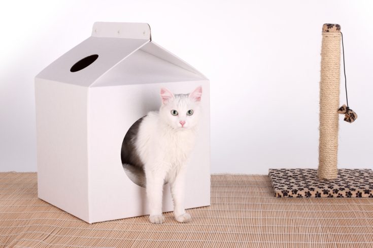 300+ Beautiful Turkish Cat Names And Their Meanings