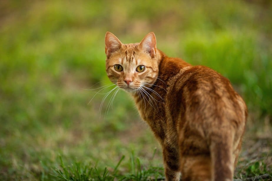 300 Beautiful Turkish Cat Names And Their Meanings