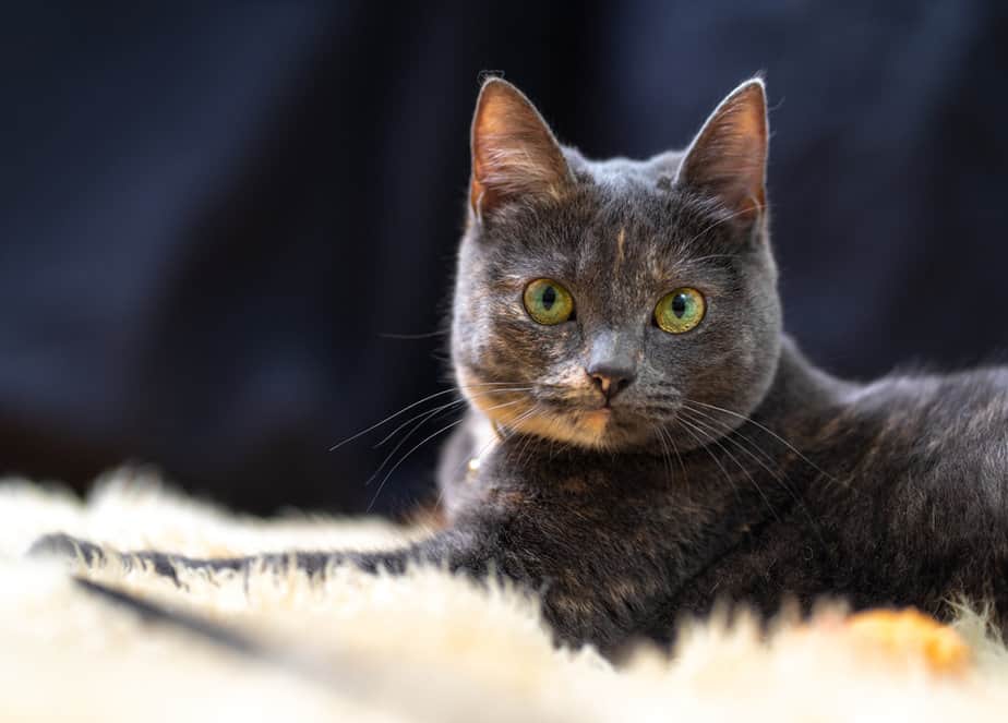 400+ Beautiful Urdu Names For Cats That Will Blow Your Mind