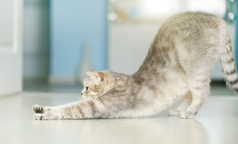 450+ Best Space Names For Cats: Be Unique