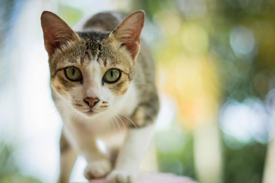 450 Best Space Names For Cats Be Unique 450-best-space-names-for-cats-be-unique